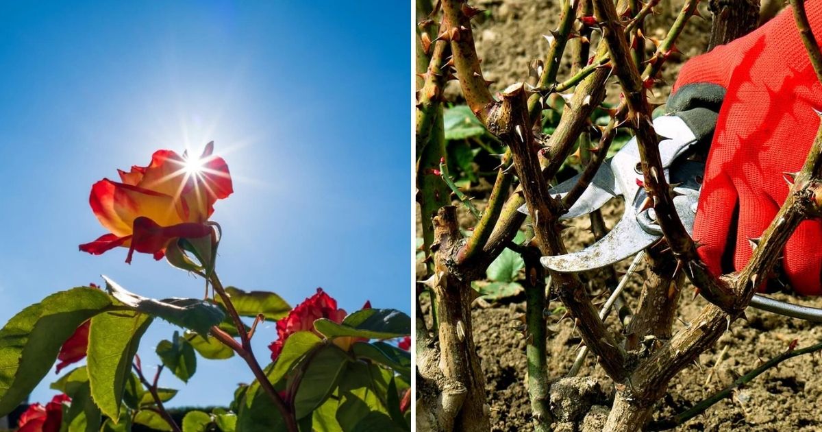 8 Common Mistakes When Growing Rose That Beginners Should Know