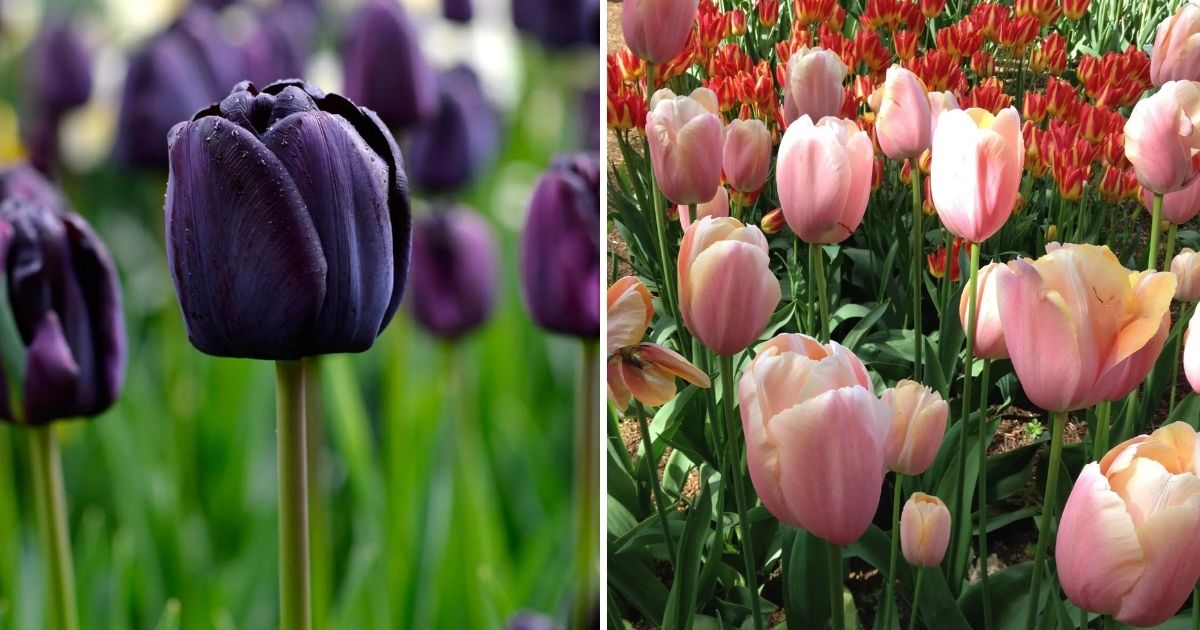 20 Types Of Tulips That Feature The Most Beautiful And Unique Colors
