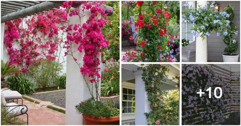 15 Best Vining Plants for Your Patio