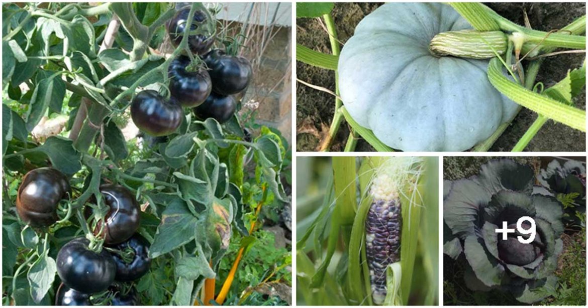 13 Unique Blue Vegetables to Add Color to Your Garden