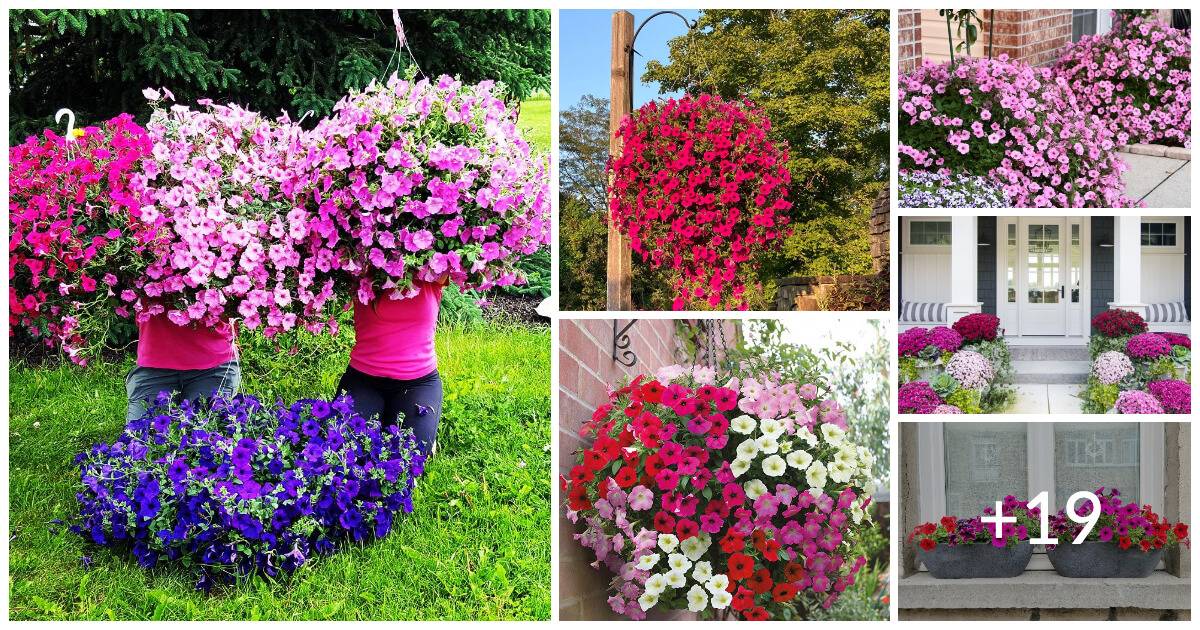 30 Great Garden Ideas With Our Favorite Petunia