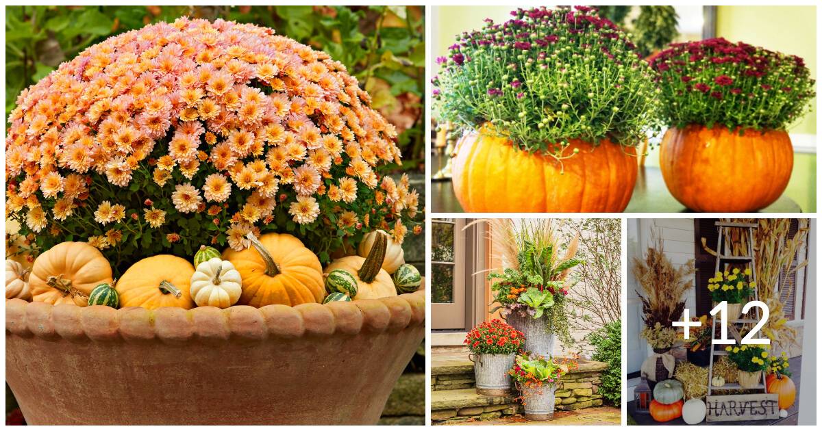 16 Gorgeous Ideas To Have Mums In Your Garden