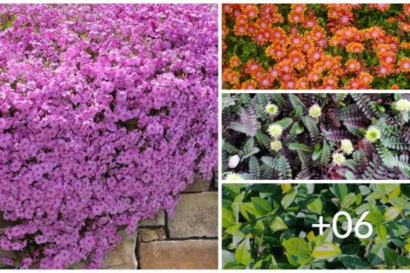 15 Beautiful Flowering Vines for Garden Gates