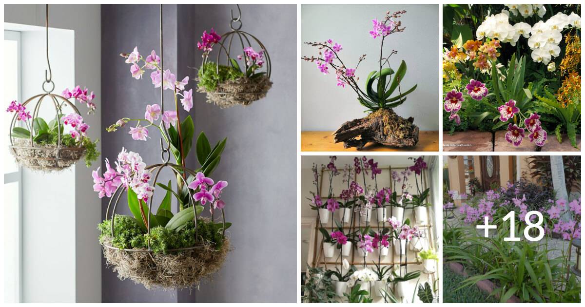 23 Gorgeous Orchid Display Ideas