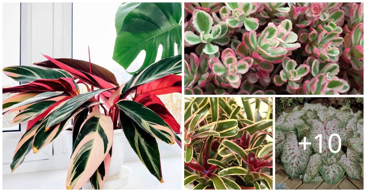 15 Drop-Dead Gorgeous Tricolor Houseplants