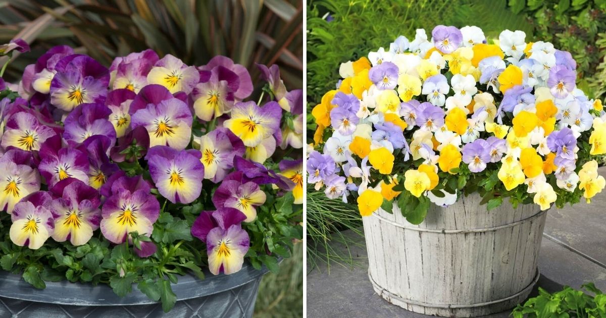 15 Pretty Pansy Varieties That Will Color Your Landscape