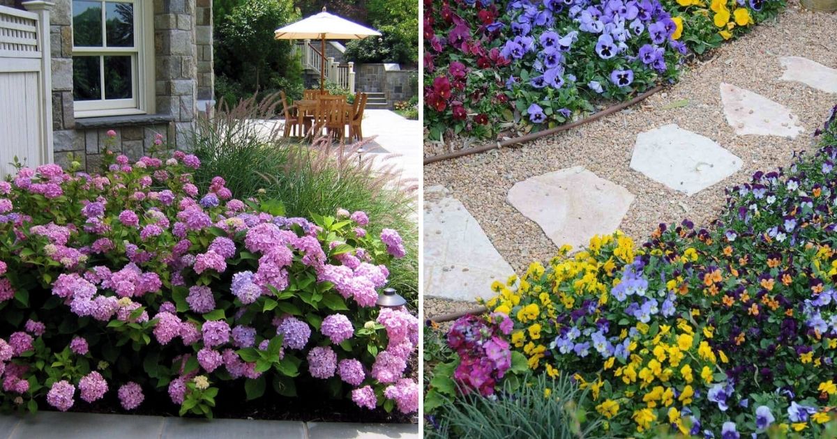 20 Colorful Plants With Bright Flowers for Your Walkways