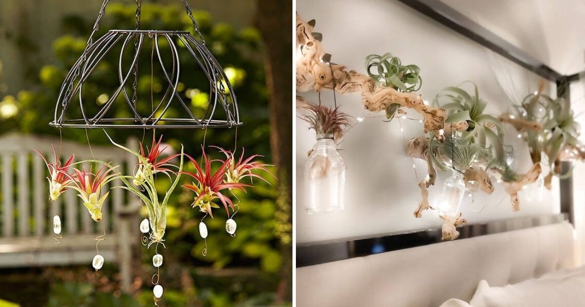 40 Beautiful Mini Air Plant Gardens To Decorate Your Home