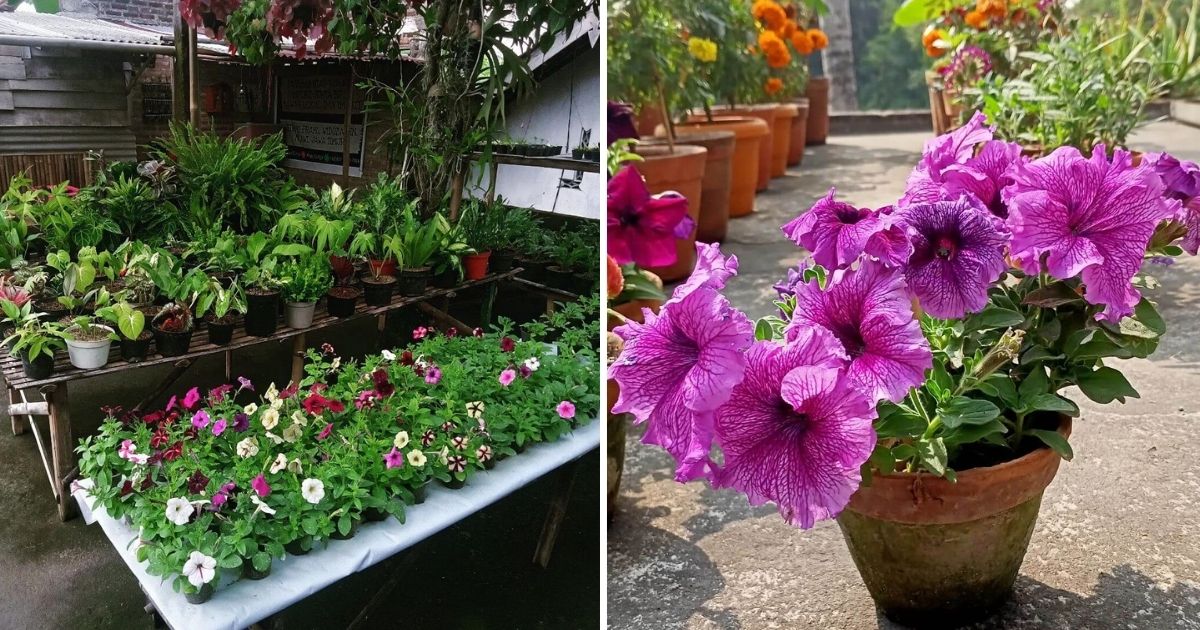 Amazing Benefits of Impepho As A Spiritual And Healing Herb