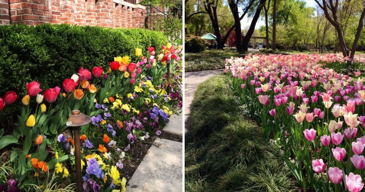 43 Shimmering Blooming Gardens With Tulips