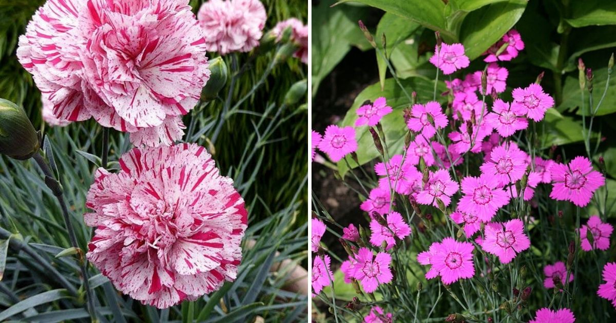 17 Fruits You Can Easily Grow At Home And Enjoy Fresh Produce