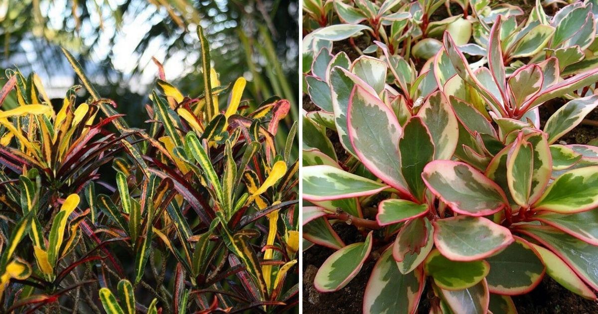 15 Drop-Dead Gorgeous Tricolor Houseplants