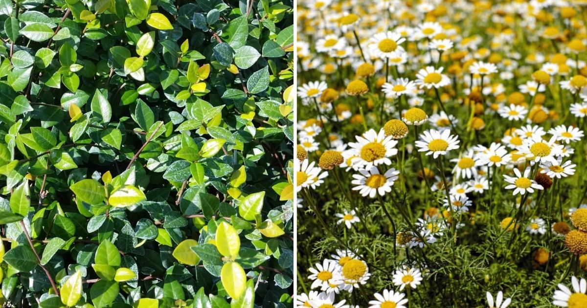 7 Surprising Health Benefits of Potatoes You Need to Know About