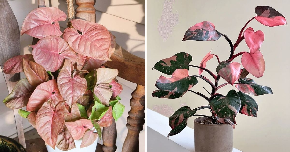 7 Gorgeous Pink Plants Every Girl Will Fall In Love With