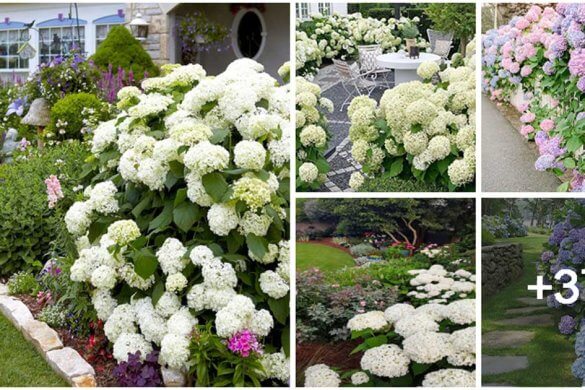 19 Gorgeous Evergreen Shrubs You Will Love