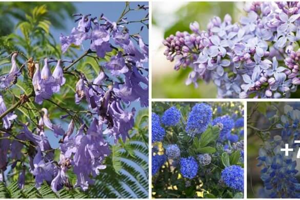 19 Gorgeous Evergreen Shrubs You Will Love