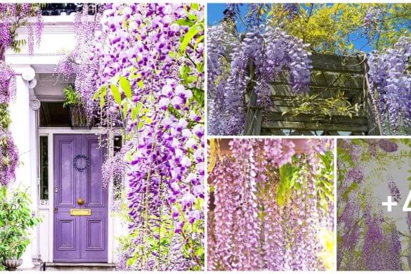 22 Best Vine Plants To Grow In Containers