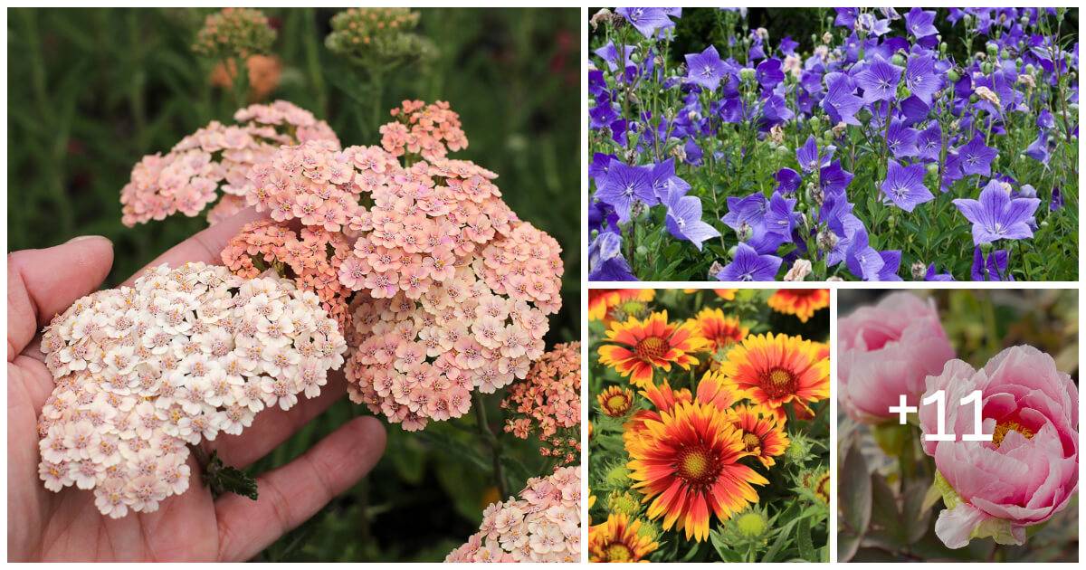 15 Exceptional Perennial Flowers To Grow In Your Garden
