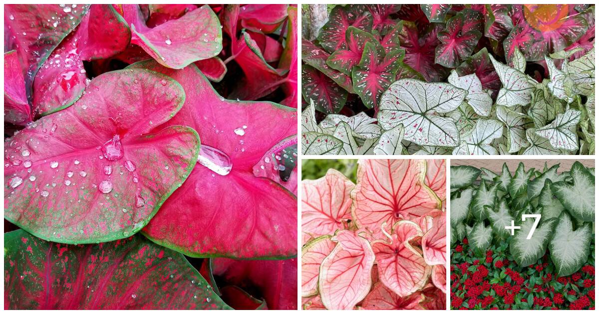 Discover The Joy Of Growing Caladiums With Expert Tips and Tricks
