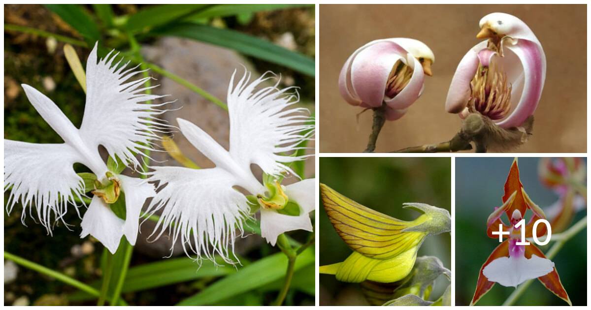 14 Breathtaking Flowers That Bear Great Resemblance To Birds