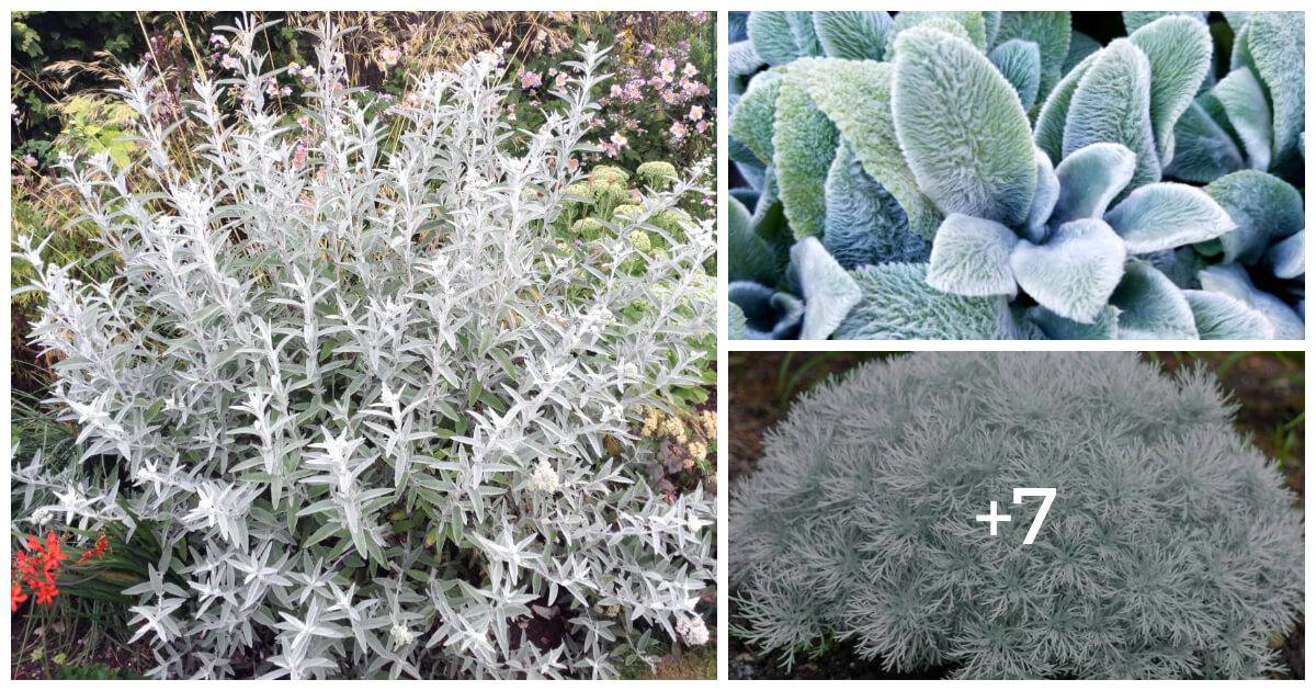 10 Shimmering Silver Foliage Plants To Enhance Your Outdoor Space