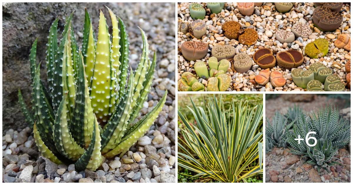 10 Varieties That Thrive With Minimal Watering