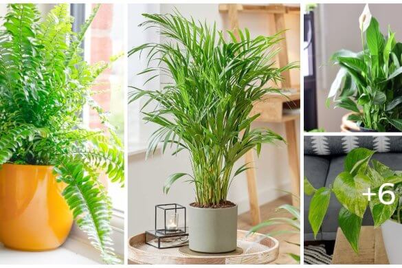 15 Mesmerizing Indoor Rock Garden Designs