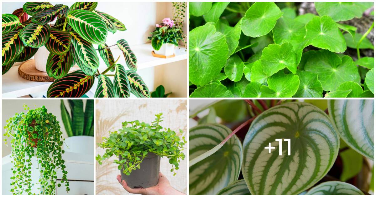 16 Houseplants With Unique Round Foliage