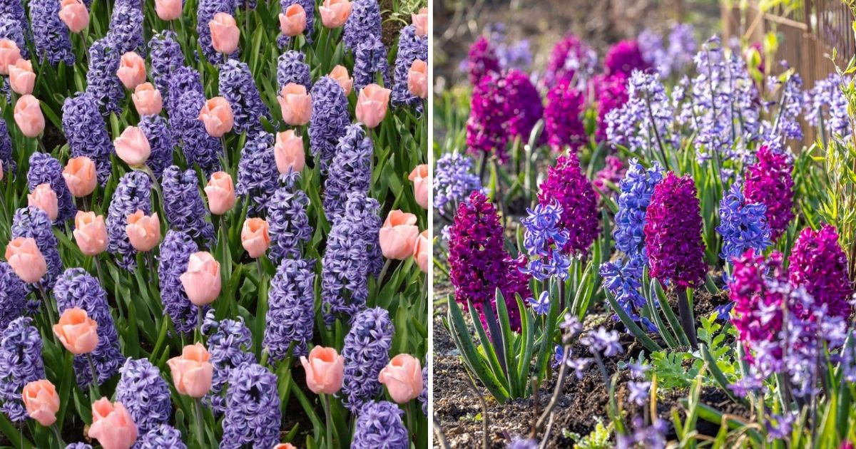 14 Different Runner Plant Types To Grow Indoors And Outdoors