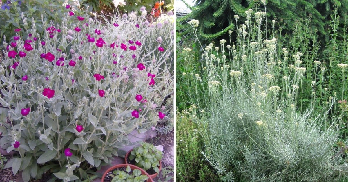 10 Shimmering Silver Foliage Plants To Enhance Your Outdoor Space
