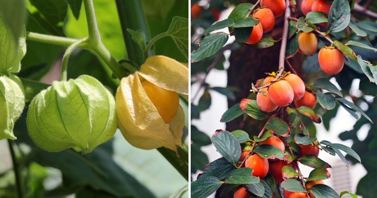 15 Rare And Remarkable Edible Plants For Your Garden