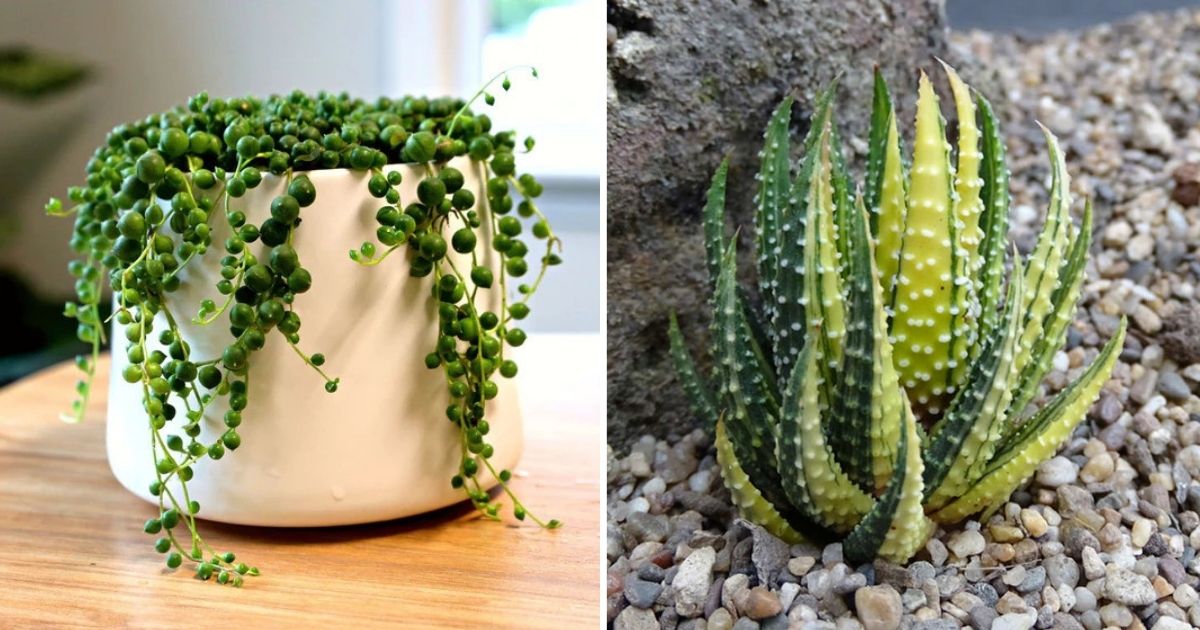 10 Varieties That Thrive With Minimal Watering