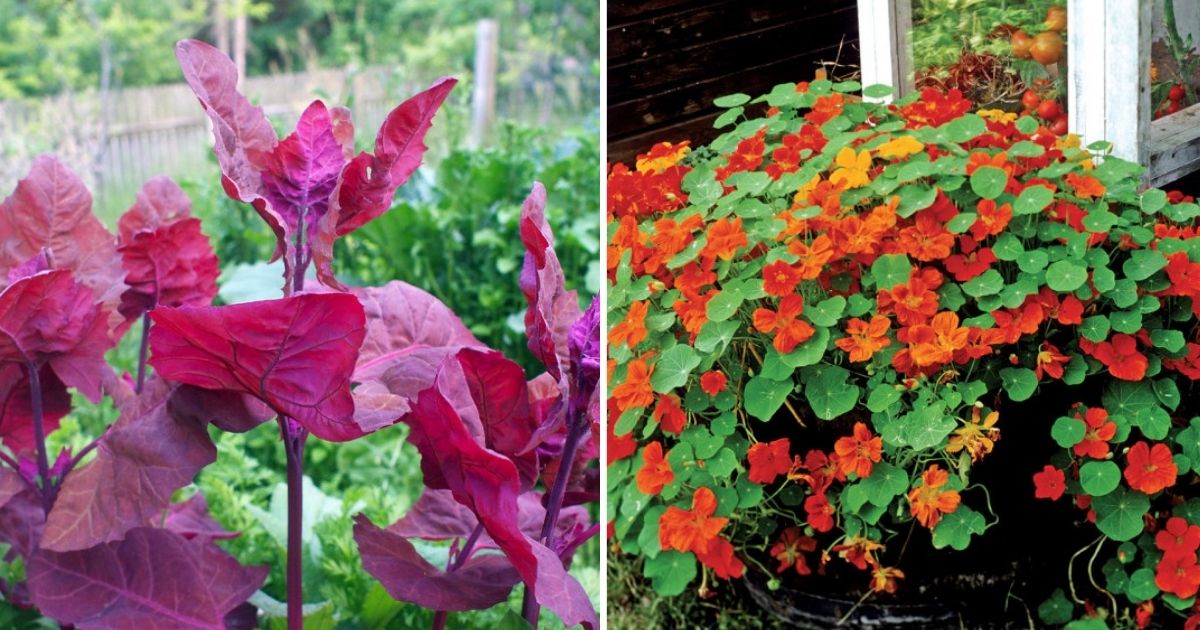 10 Edible Plants To Grace Your Front Yard