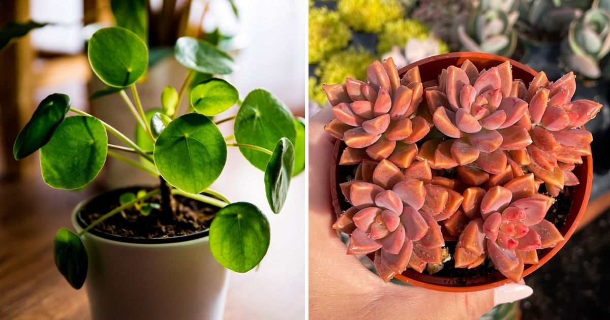 16 Houseplants With Unique Round Foliage