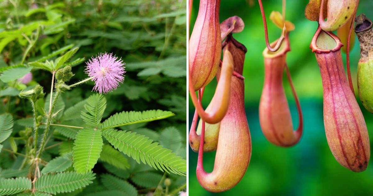10 Peculiar Plants With Unusual Foliage