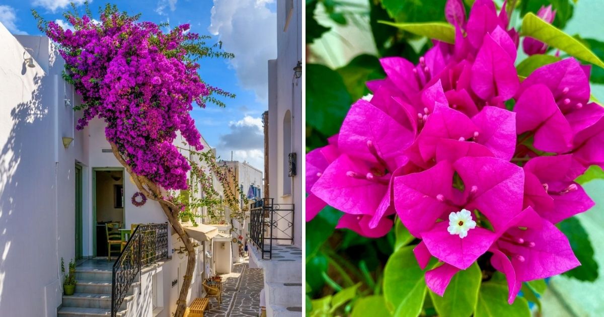 20 Creative And Easy Flower Border Ideas
