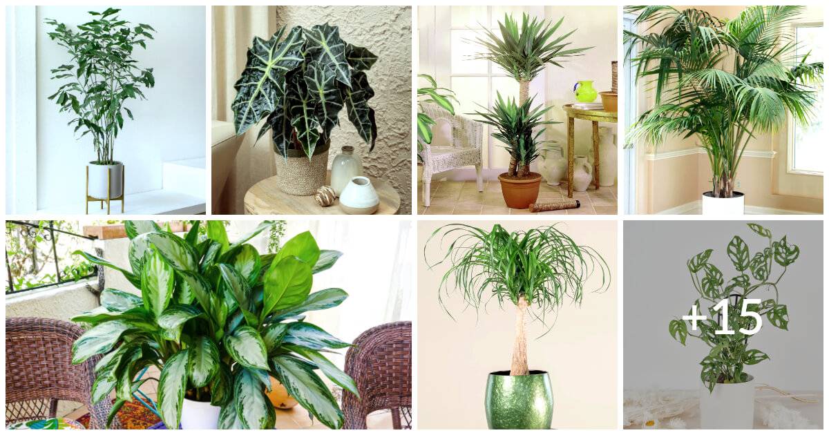 23 Big Houseplants To Make A Bold Statement In Your Living Room