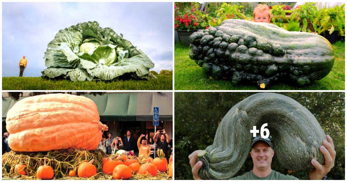Most Notable Gigantic Vegetables In International Competitions