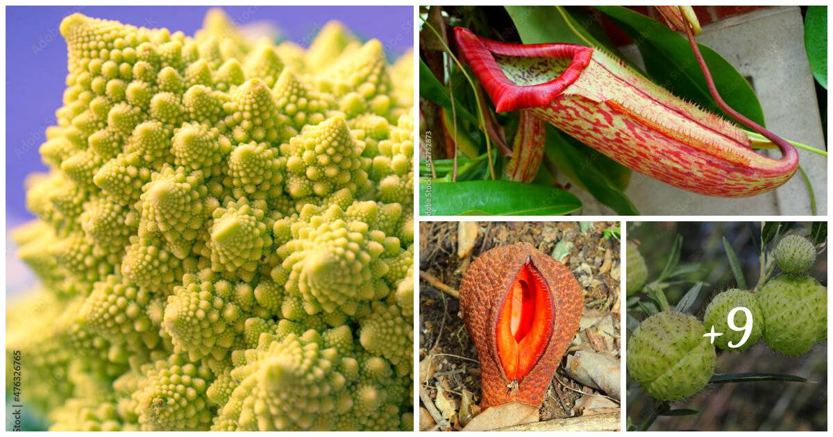 5 Unreal Plants That Defy Earthly Expectations