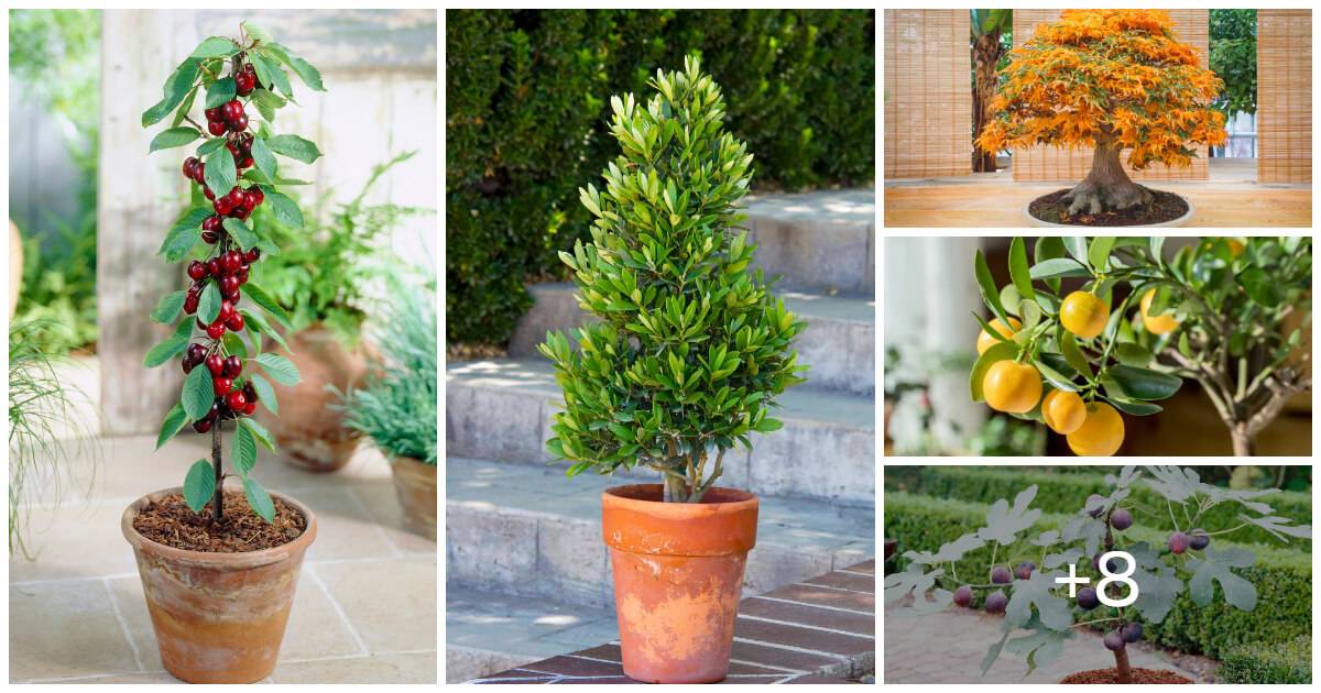13 Unconventional Dwarf Trees For Indoor Gardening