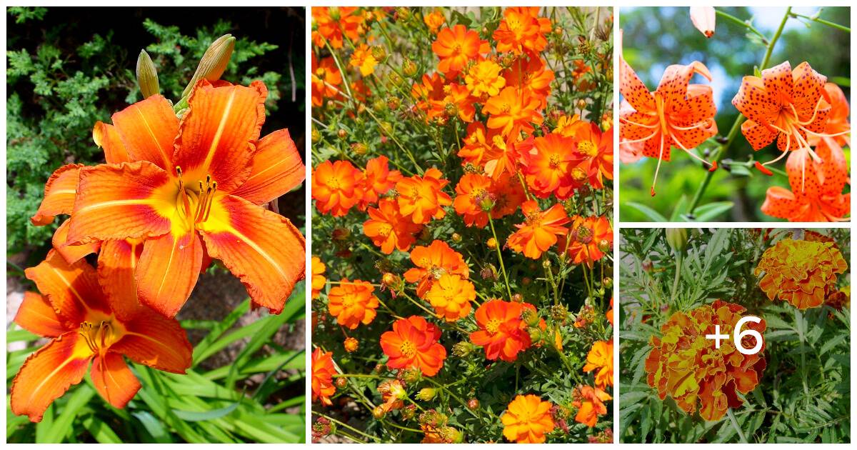 10 Vibrant And Stunning Orange-Colored Flowers To Brighten Your Summer