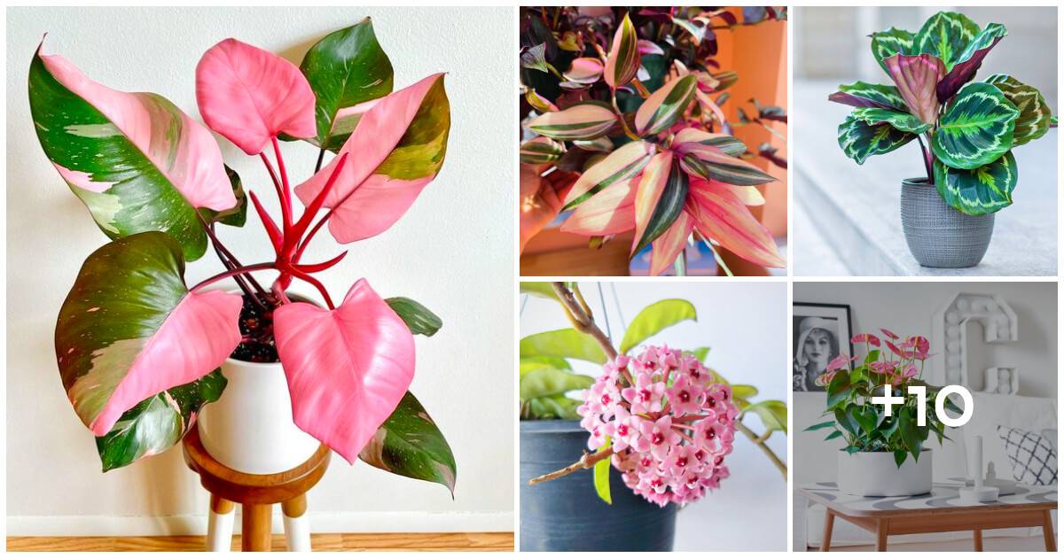15 Stylish Houseplants To Elevate A Girl's Room