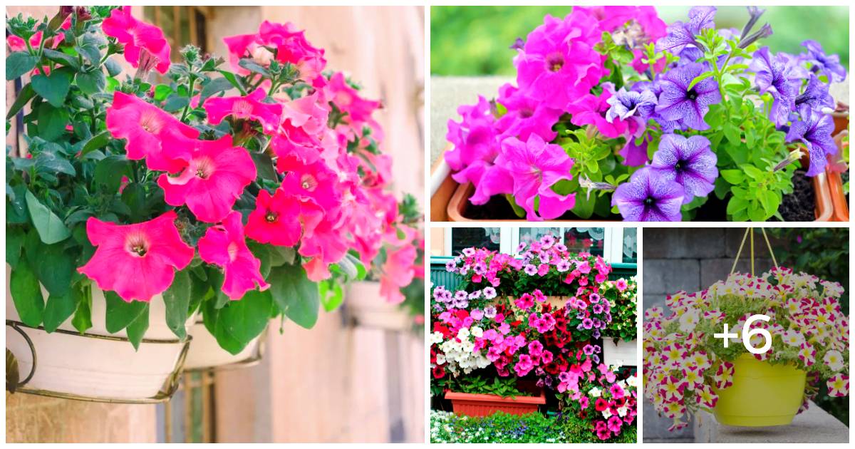 Unlocking The Secrets Of Successful Planting And Care Petunias This Spring