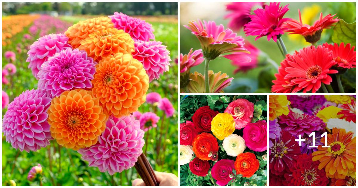 15 Stunningly Colorful Flowers To Brighten Your Summer Days