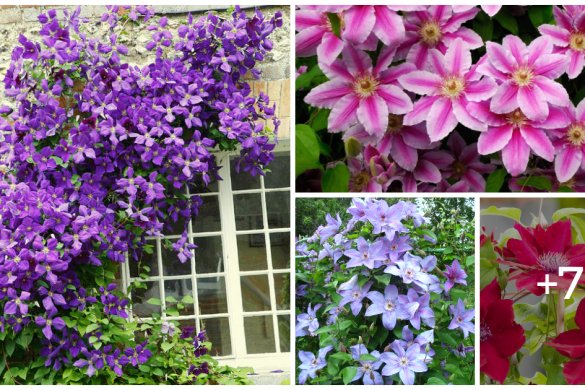 10 Best Flowers For Your Windy Gardens