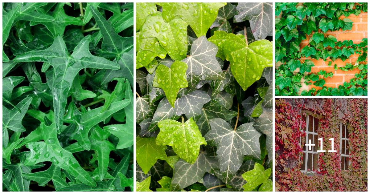AComprehensive Collection Of 15 Ivy Plant Varieties
