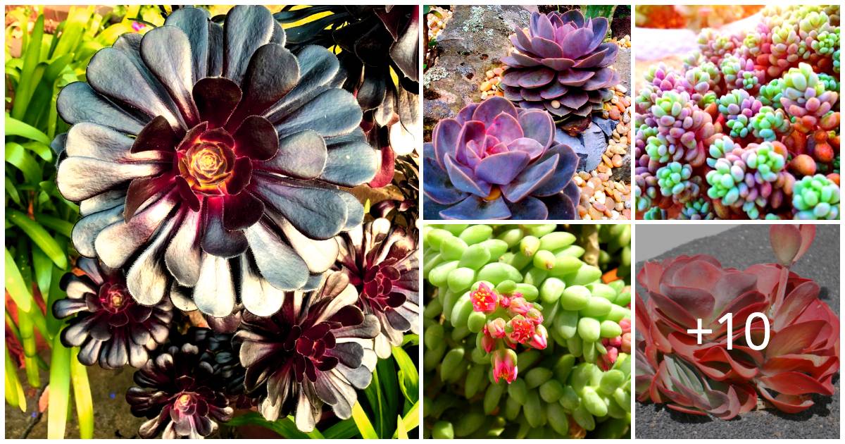 Exploring The Color-Changing Beauty Of 15 Succulent Varieties