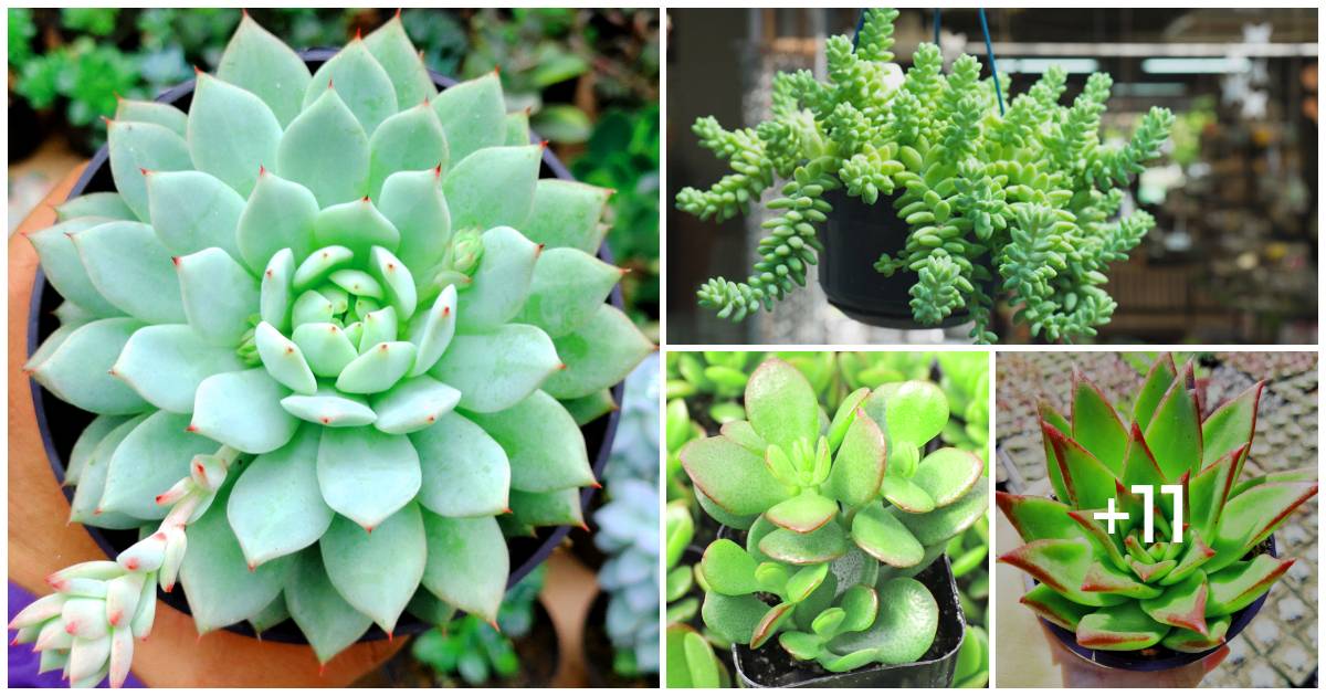 15 Spectacular Green Succulents That Showcase Nature's Sublime Beauty