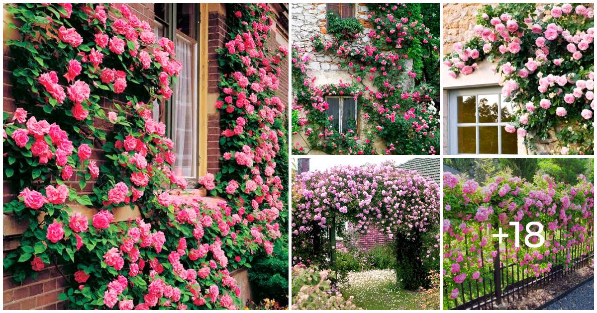 A Symphony Of Climbing Roses With 23 Captivating Images
