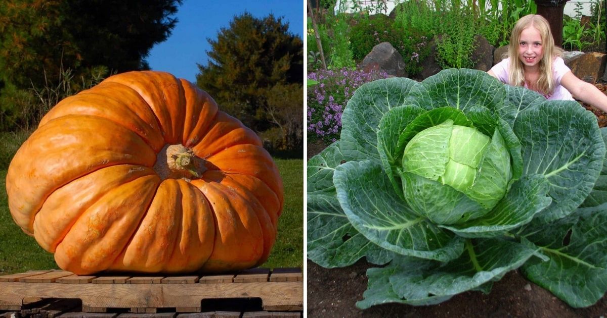 Most Notable Gigantic Vegetables In International Competitions
